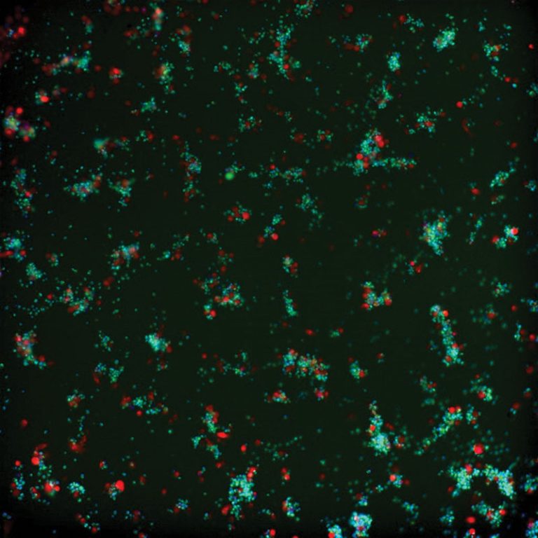 Calibr announces preliminary clinical data from first-in-human clinical ...