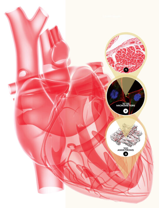 The heart of an explorer - Scripps Research Magazine