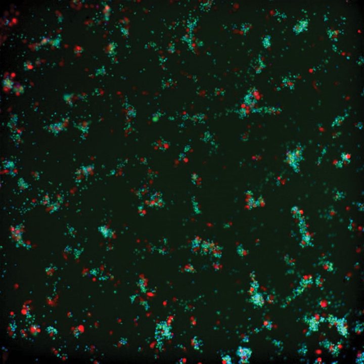 Calibr announces preliminary clinical data from first-in-human clinical ...