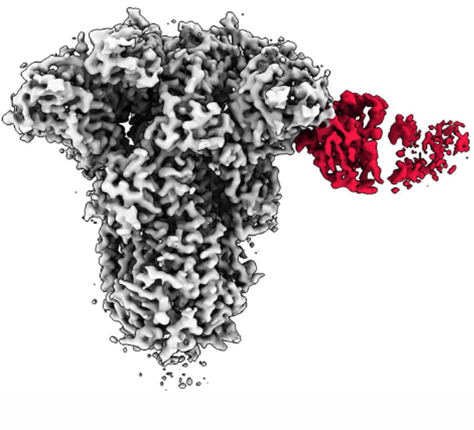 Revealing the unseen - Scripps Research Magazine